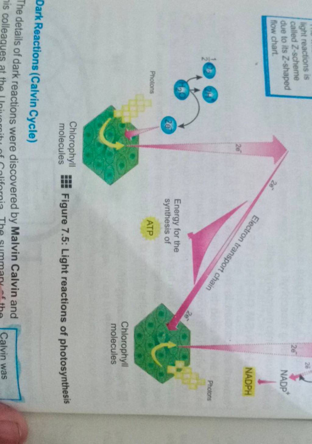 Dark Reactions (Calvin Cycle)The details of dark reactions were discover..