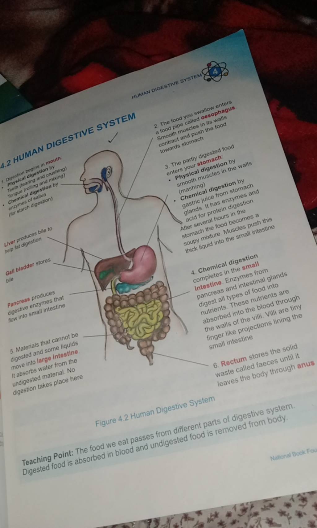 4.2 HUMAN DIGESTIVE SYSTEM Digestion begins in mouth: Physical digestion