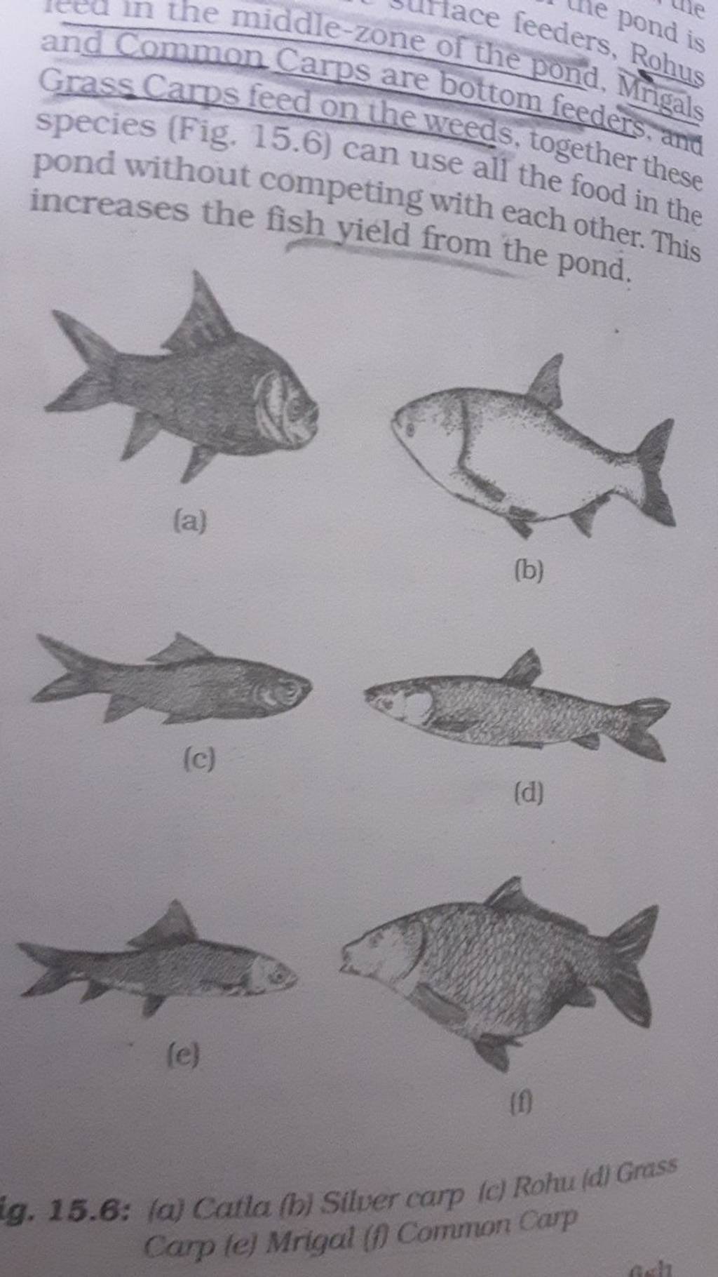 pond isace feeders, Rohusin the middle-zone of the pond, Mrigalsand Co..