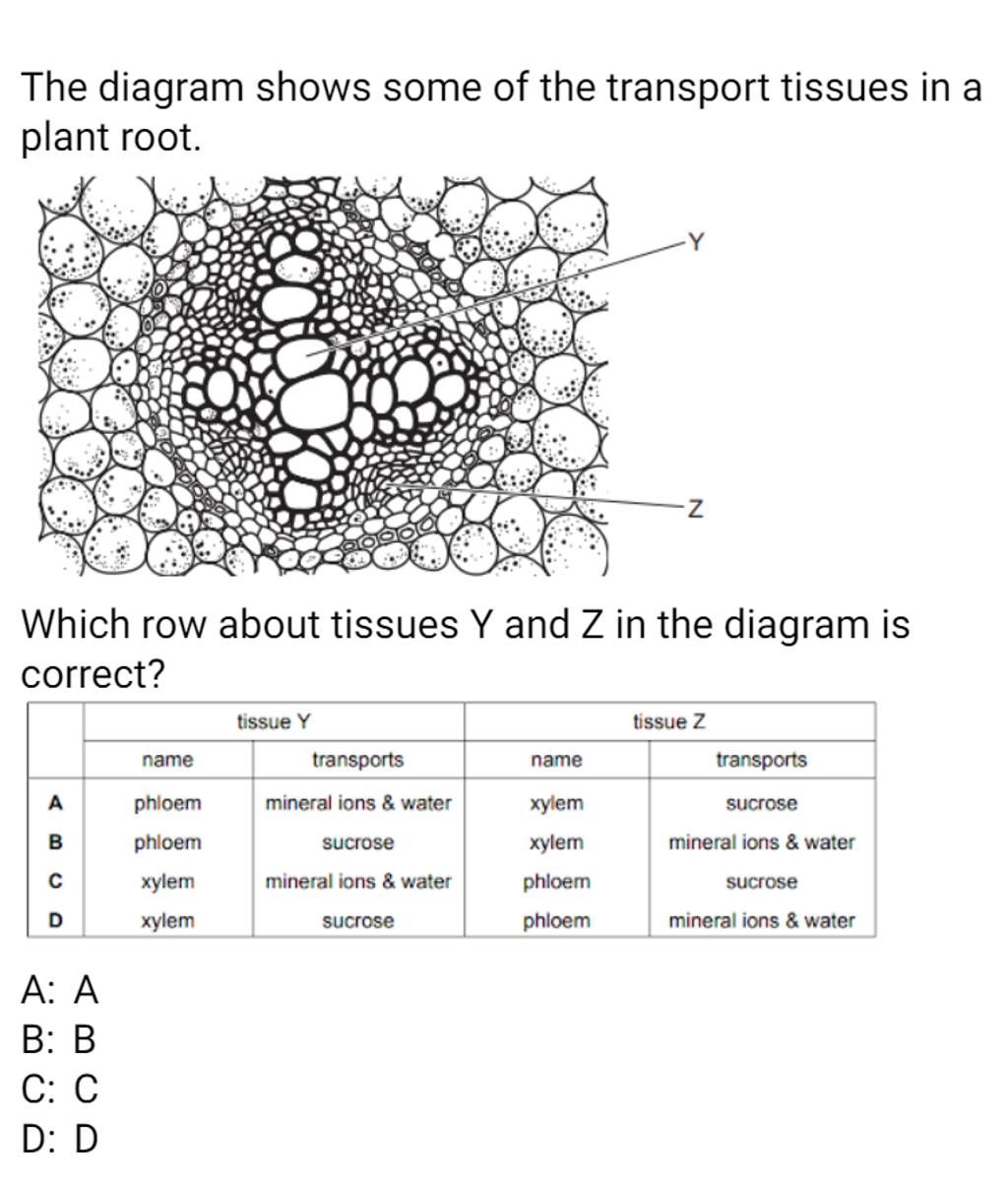 The diagram shows some of the transport tissues in a plant root.Which r..