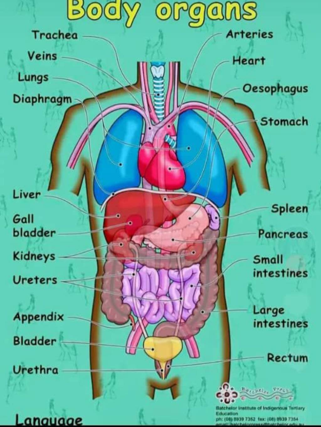 Trachea Veins Body organs Arteries Heart Oesophagus Stomach Lungs Diaphra..