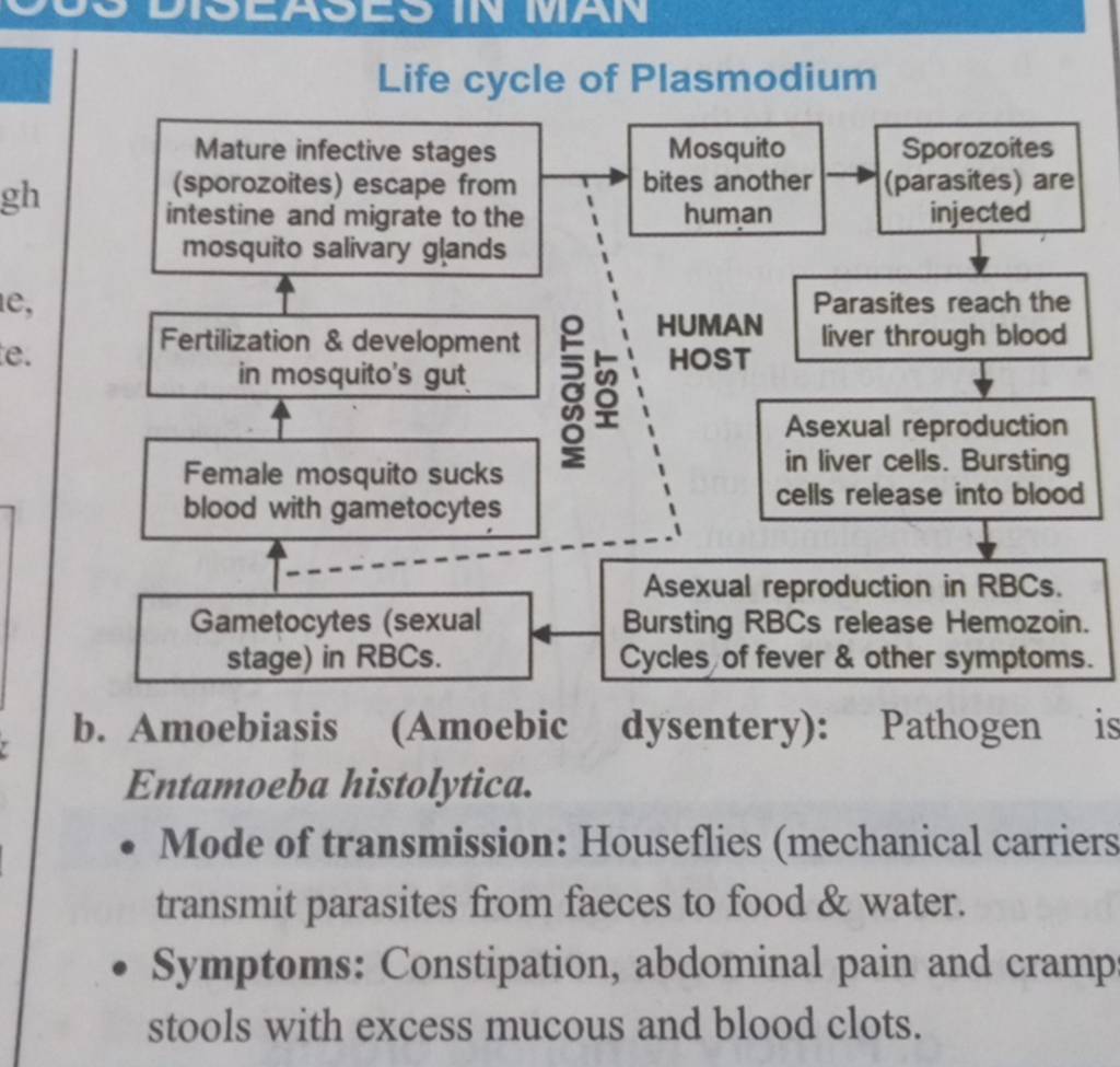 Life cycle of Plasmodiumb. Amoebiasis (Amoebic dysentery): Pathogen is E..