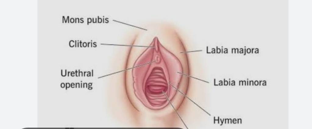 Mons pubis Clitoris Urethral opening Labia majora Labia minora Hymen..
