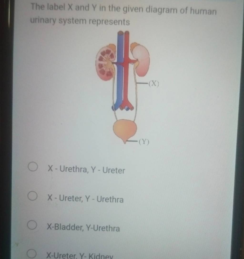 The label X and Y in the given diagram of human urinary system represents..