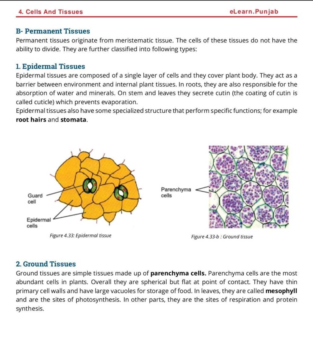 4. Cells And TissueseLearn.PunjabB- Permanent TissuesPermanent tissue..