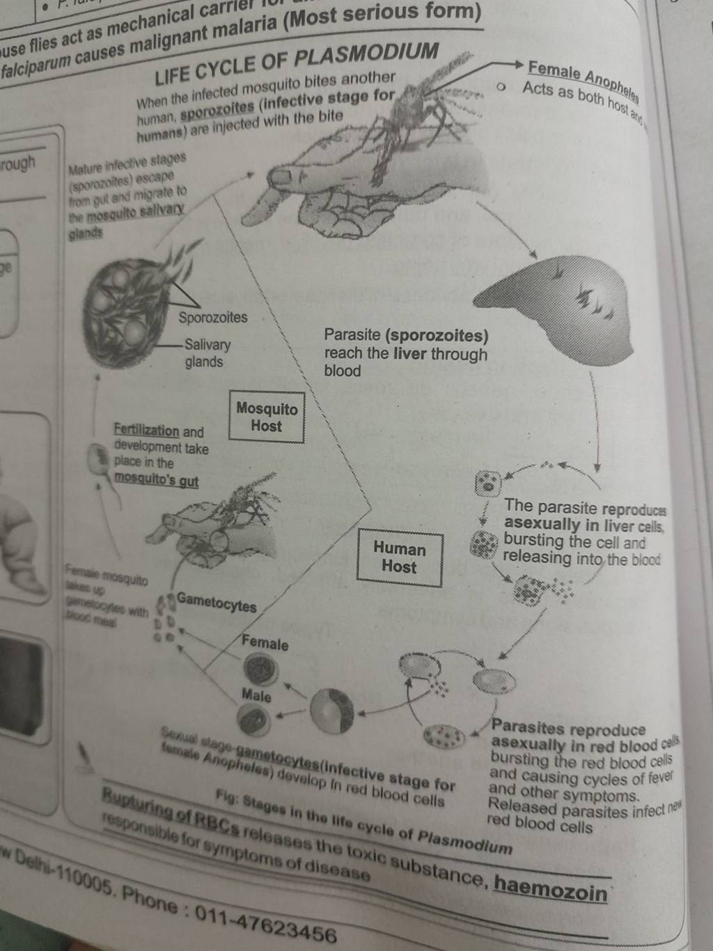 LIFE CYCLE OF PLASMODIUMWhen the infected mosquito bites another human,