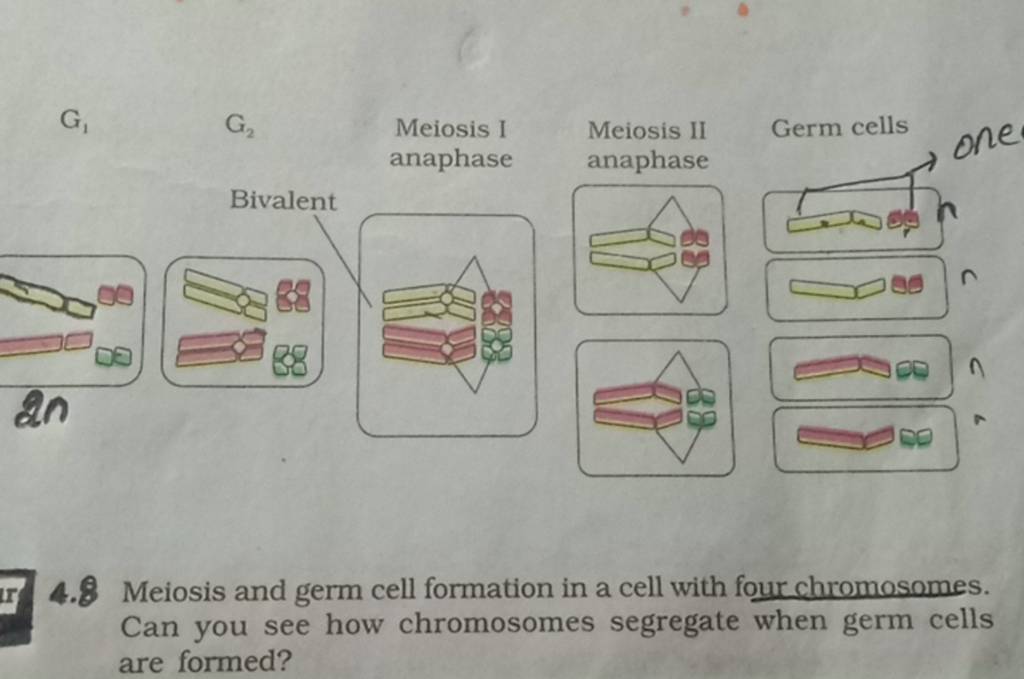 4.8 Meiosis and germ cell formation in a cell with four chromosomes.Can