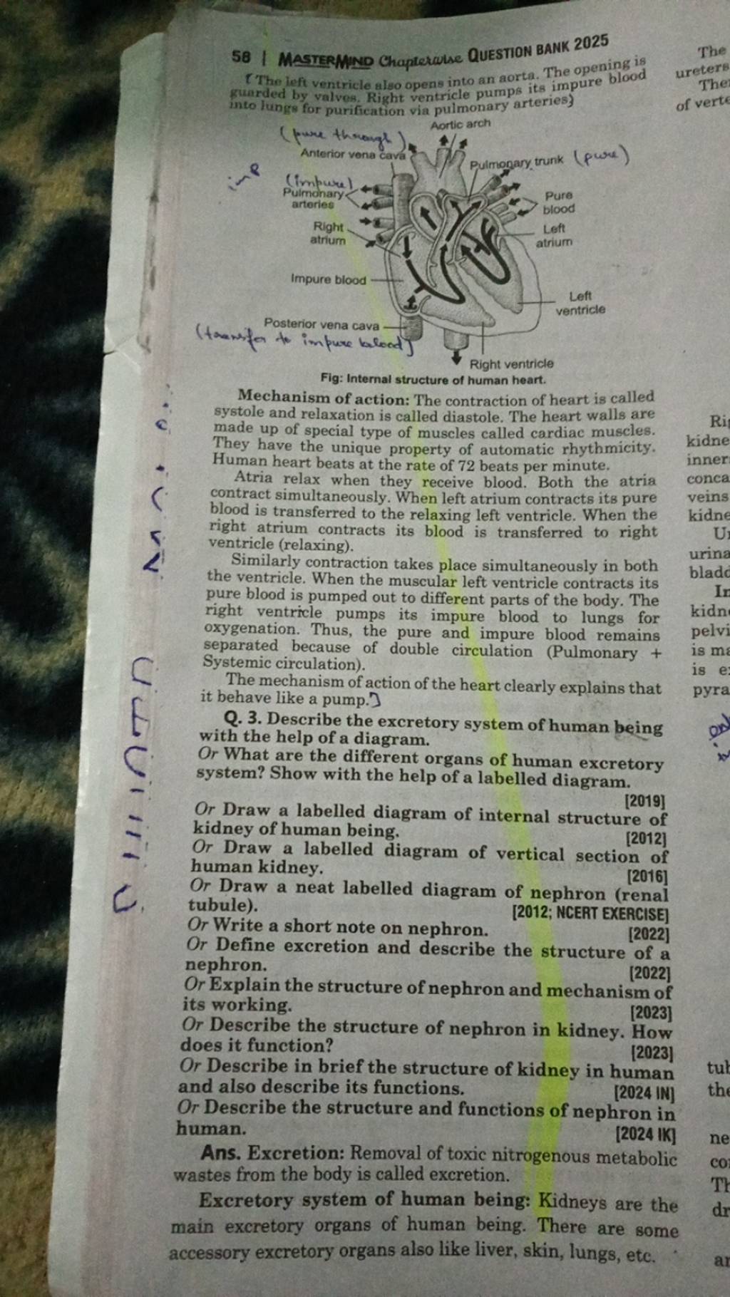 58 I MASTERMMN Chapterwise Question bank 2025t The left ventricle also o..