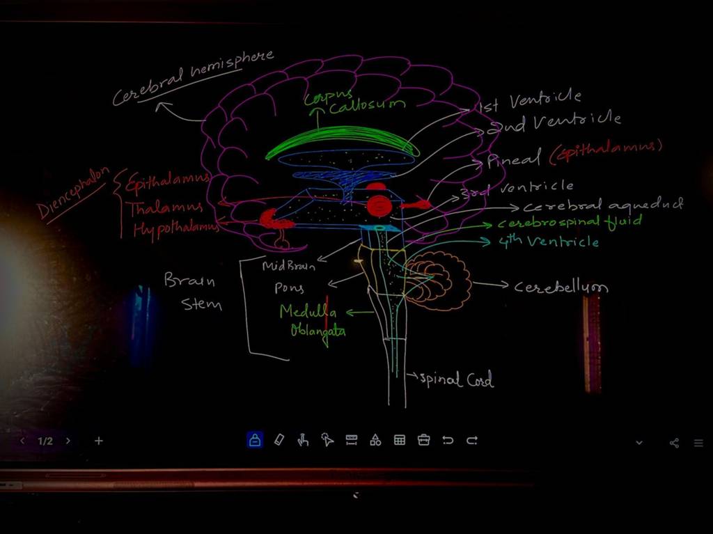 1/2 >+DiencephalonCerebral hemisphereCorpuscallosumEpithalamusThal..
