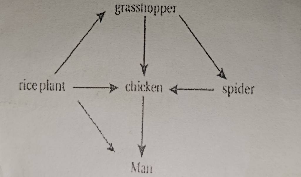 grasshopperrice plant -chickenspiderMan | Filo