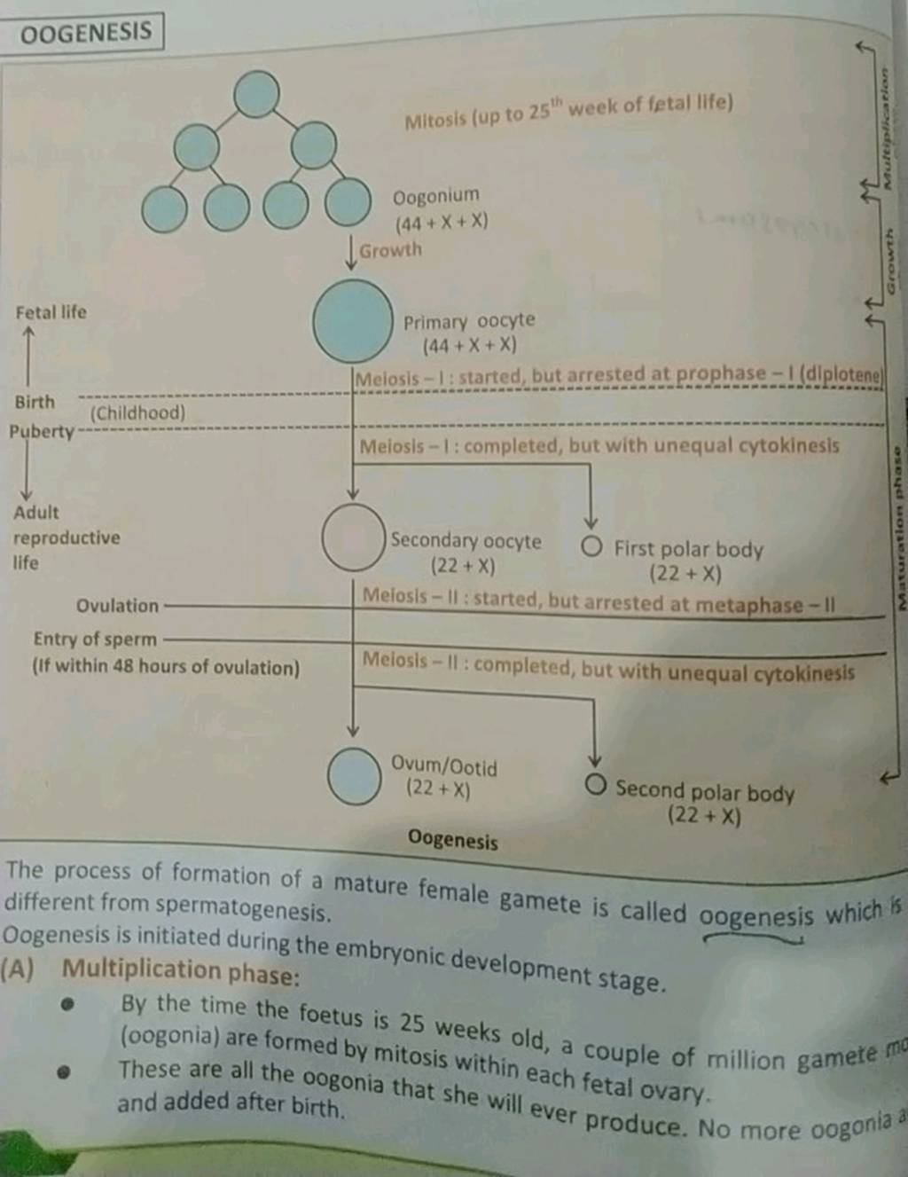 OOGENESISThe process of formation of a mature female gamete is called o..