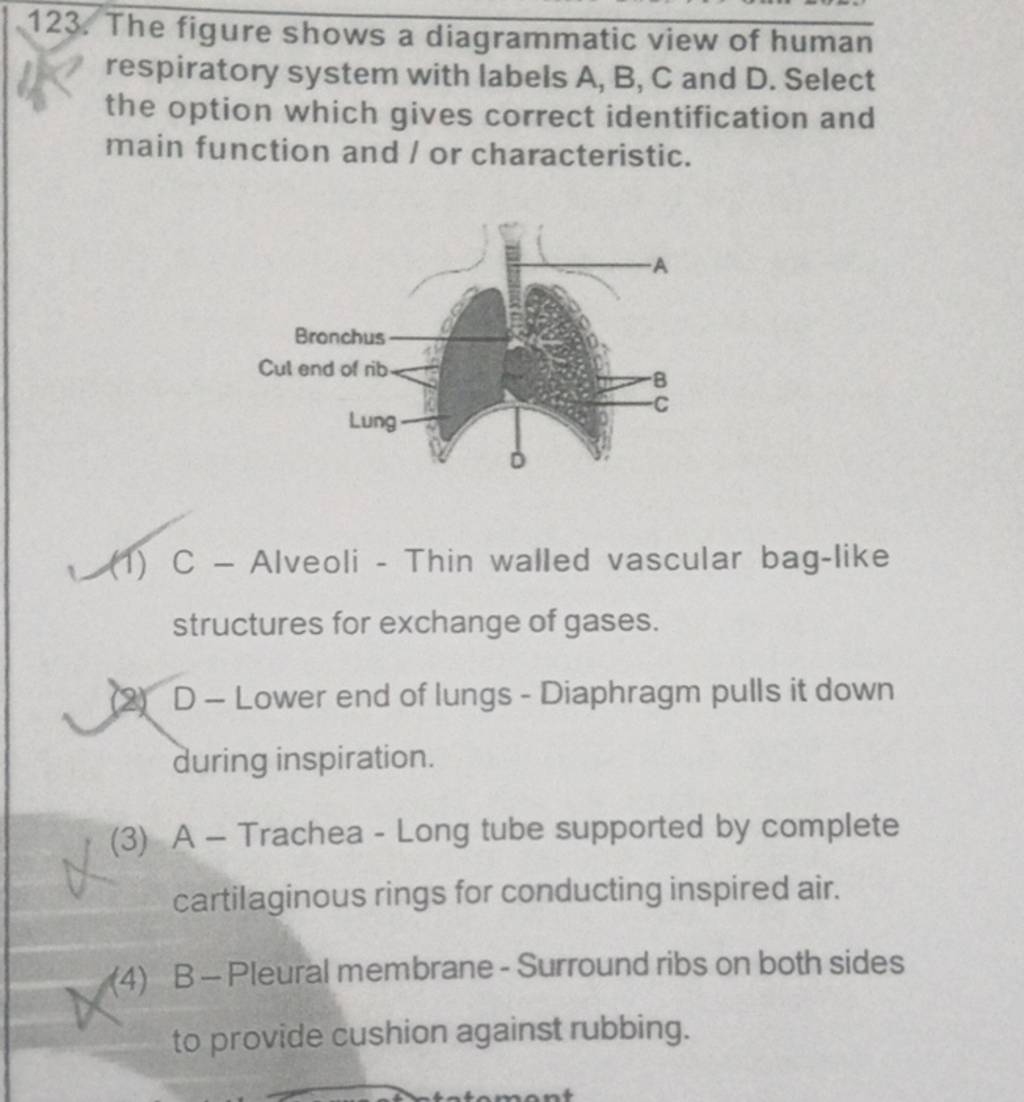 123. The figure shows a diagrammatic view of human respiratory system wit..