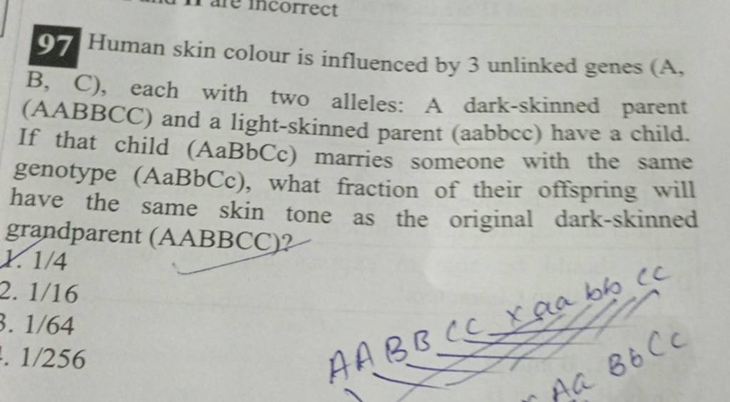 97 Human skin colour is influenced by 3 unlinked genes ( A, B, C), each w..