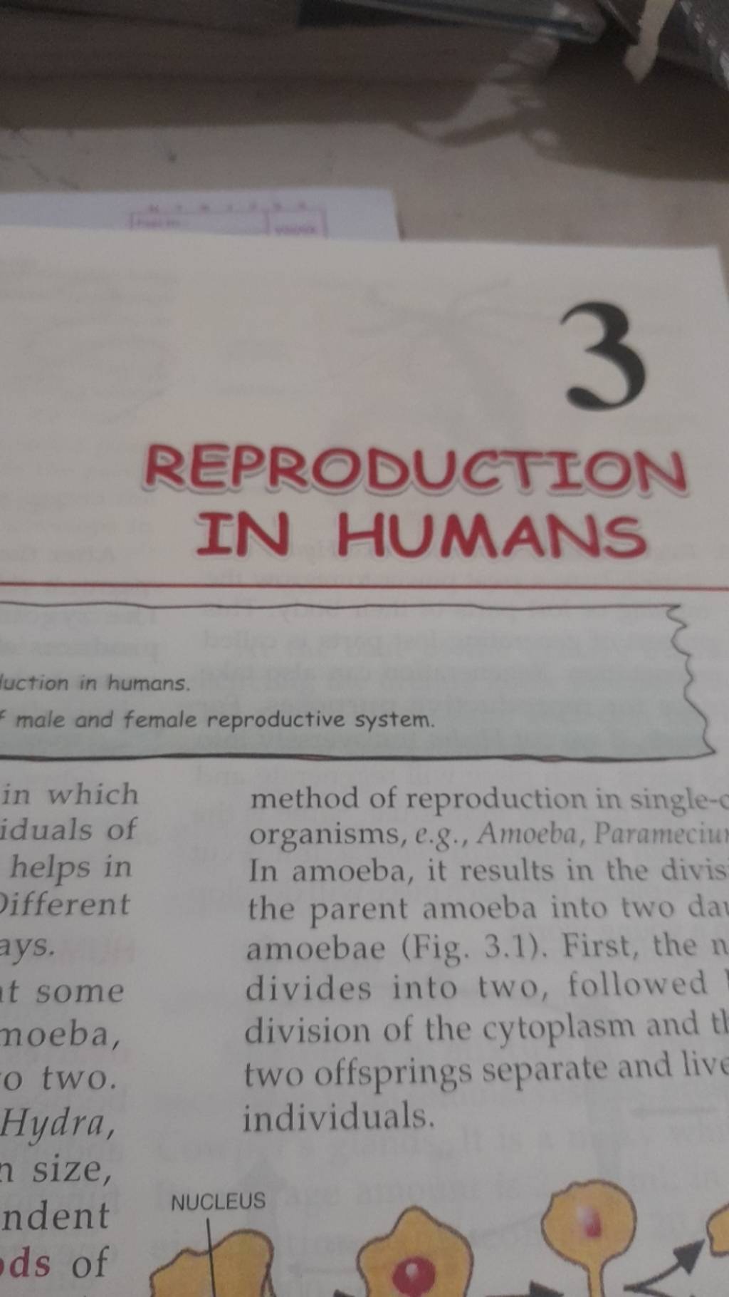 REPRODUCTION IN HUMANSfuction in humans.f male and female reproductive