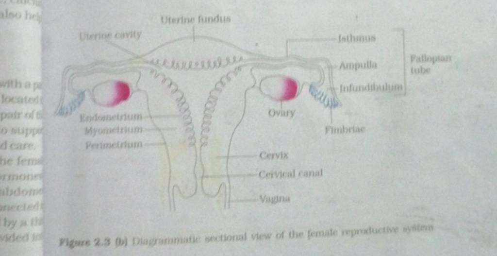 functio of isthmus ampulla | Filo