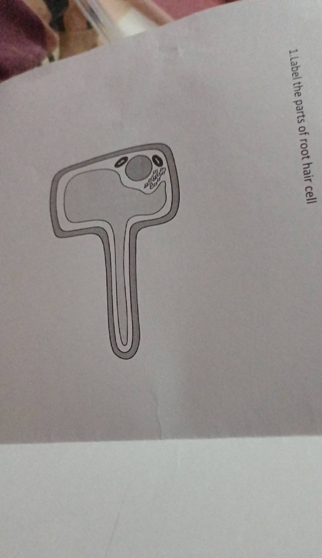 1.Label the parts of root hair cell | Filo