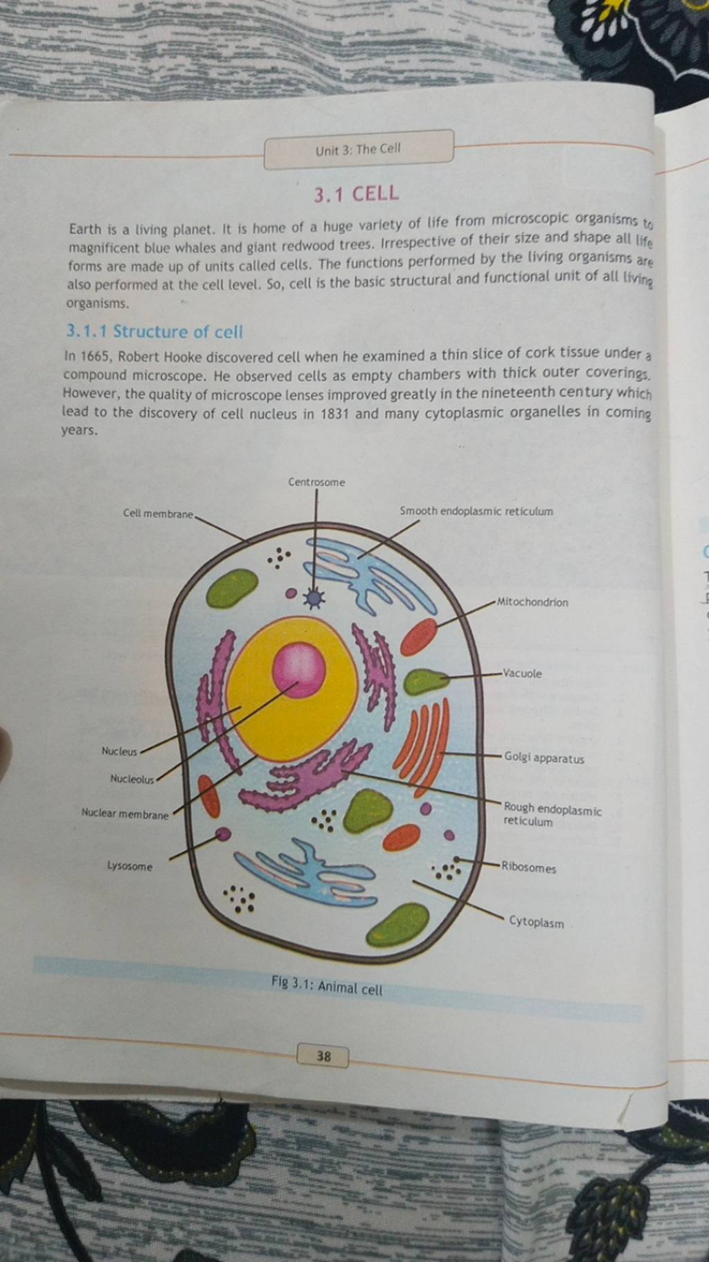 Unit 3: The Cell 3.1 CELL Earth is a living planet. It is home of a huge