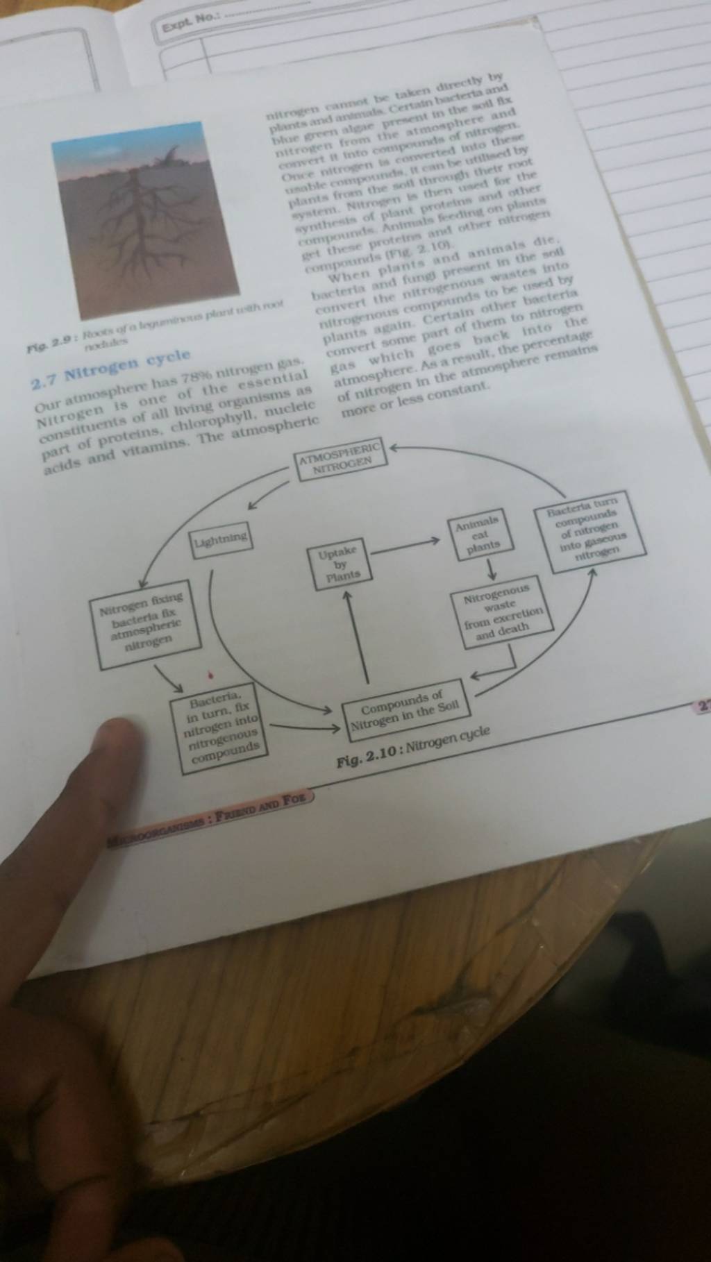 Expt. No.: Fig. 2.9: Roots of a leguminous plant with root nodules 2.7 Ni..